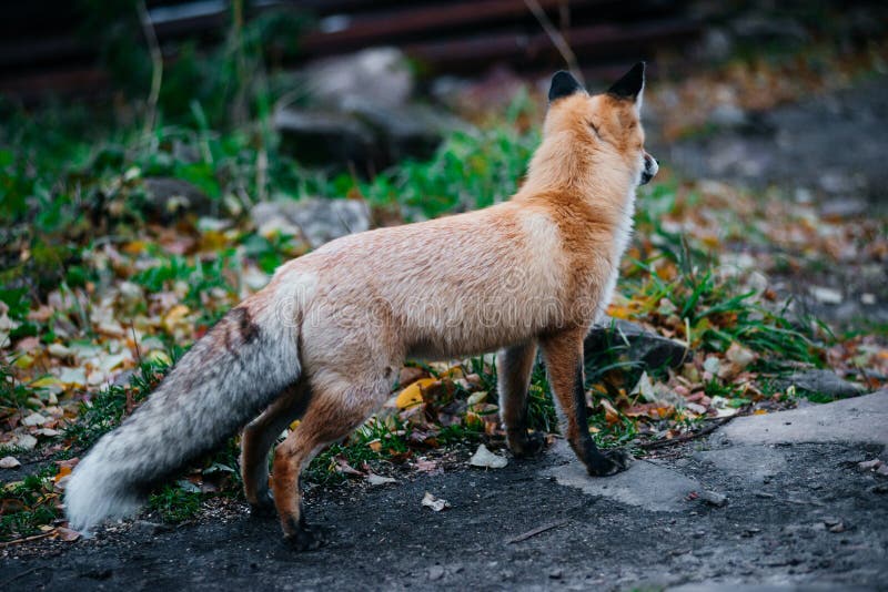 A Red Fox in the Autumn Forest Looks at the Camera Stock Photo - Image ...