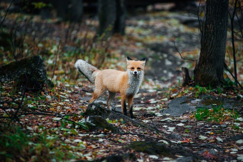 A Red Fox in the Autumn Forest Looks at the Camera Stock Image - Image ...