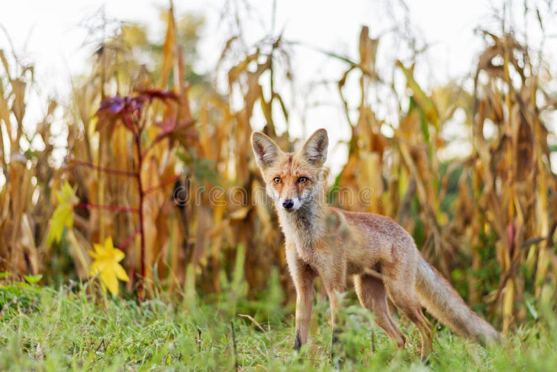 Red Fox among Autumn Plants on a Sunny Morning Stock Photo - Image of ...