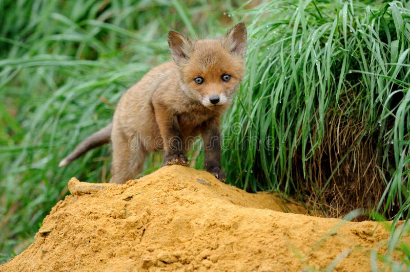 Red Fox Baby stock image. Image of wild, grassland, hole - 30898319
