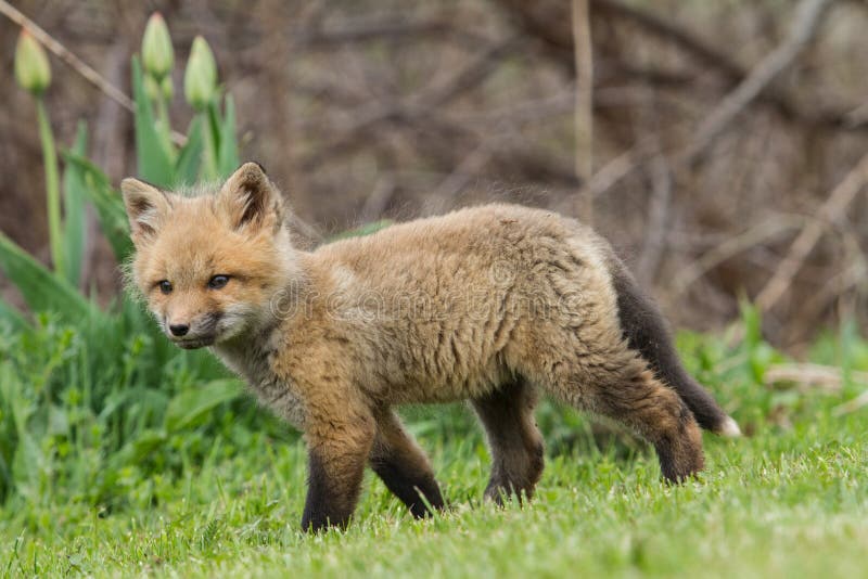 Red fox stock image. Image of animal, puppy, green, baby - 42009961