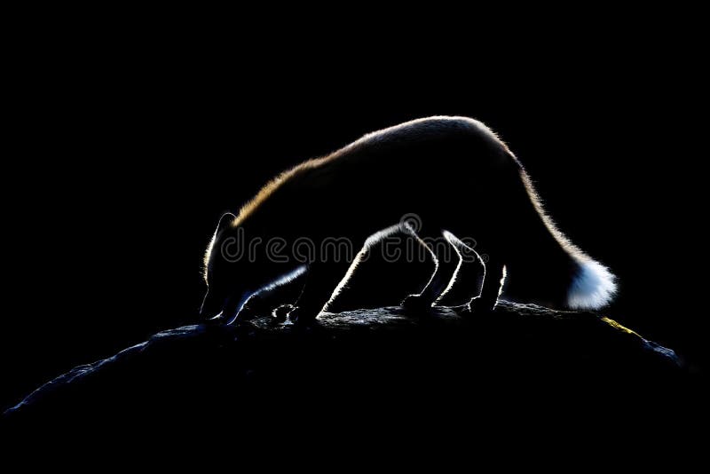 Red Fox Backlit by the Autumn Sun Stock Photo - Image of cute, furry ...