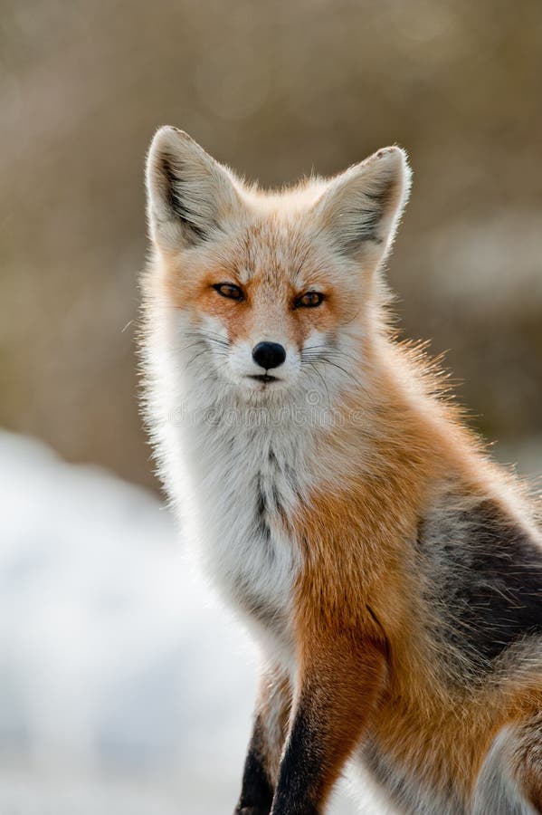 Red Fox basking in the sun stock photo. Image of head - 20772766