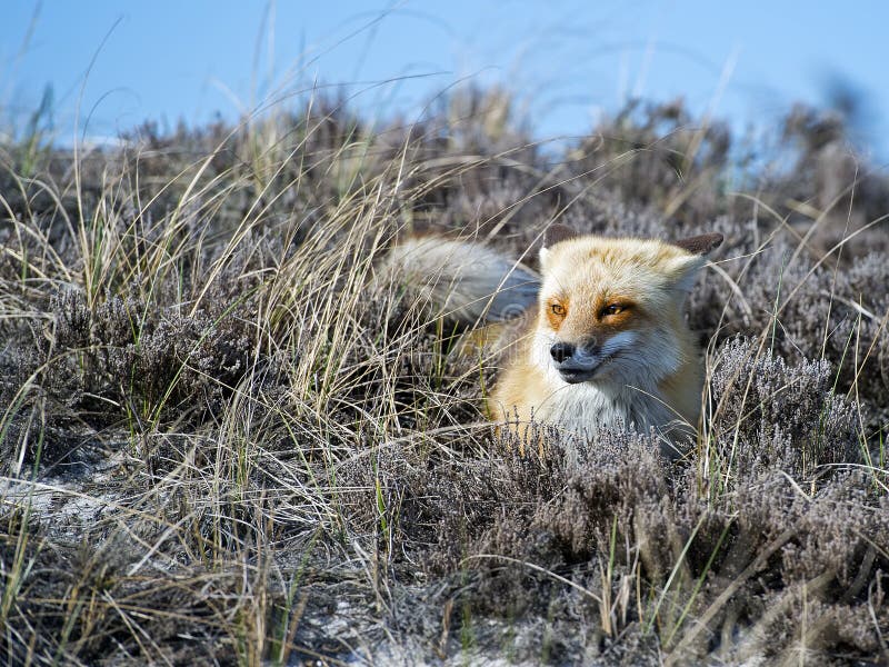 Red Fox on Beach stock image. Image of closed, nature - 107733235