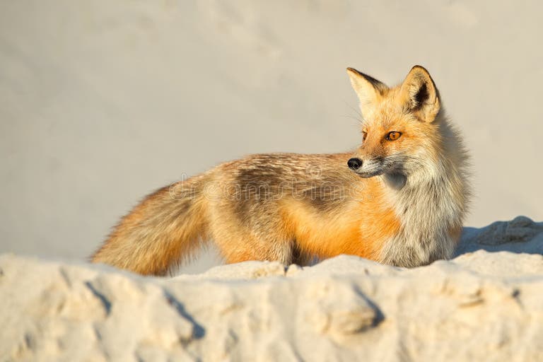 Red Fox on Beach stock image. Image of animal, mammal - 107733235