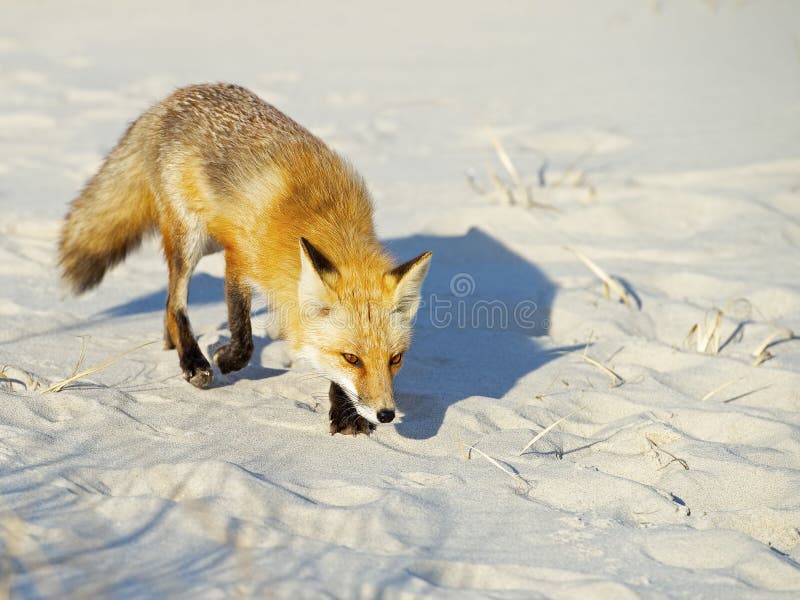 Red Fox on Beach stock image. Image of closed, nature - 107733235