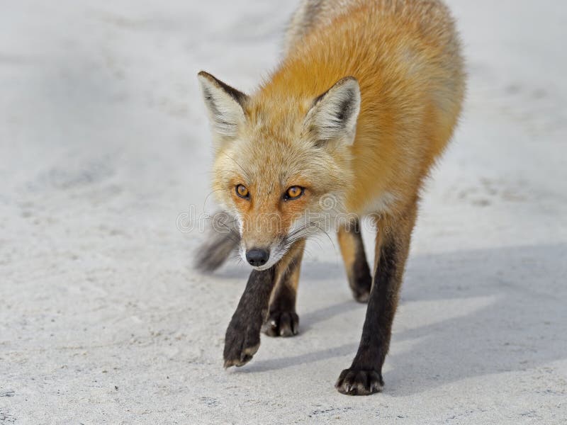 36,009 Red Fox Photos - Free & Royalty-Free Stock Photos from Dreamstime
