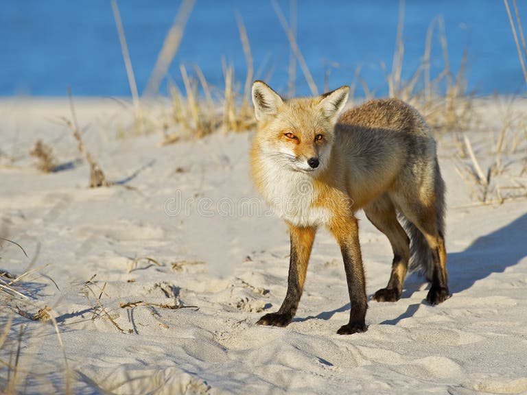 Red Fox on Beach stock image. Image of black, walking - 68884661
