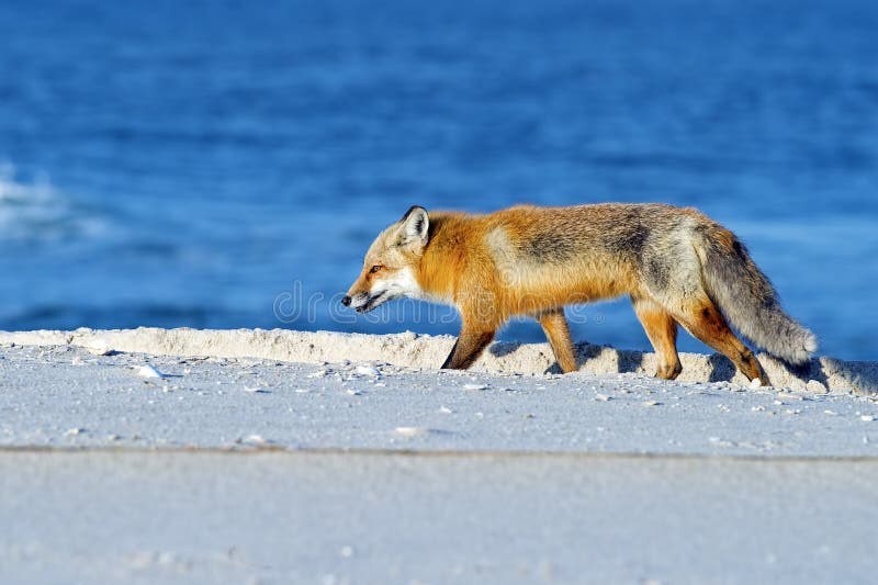 Red Fox on Beach stock photo. Image of black, night, vulpes - 69547844