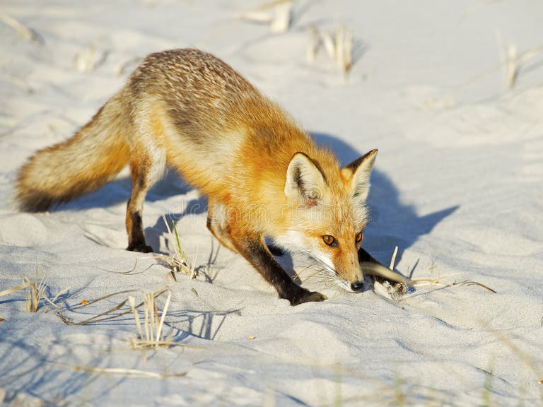 Red Fox on Beach stock photo. Image of cute, nature, night - 85096324