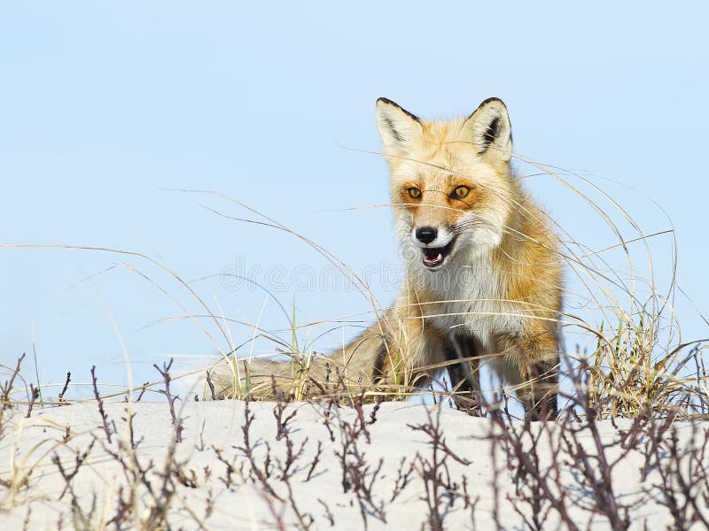 Red Fox on Beach stock image. Image of wildlife, walking - 76310441