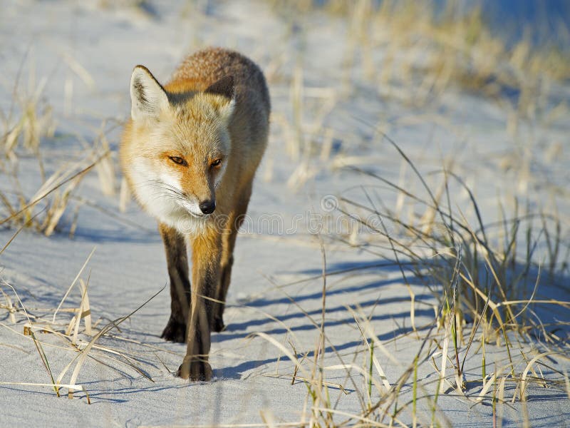 Red Fox on Beach stock image. Image of animal, mammal - 80174689