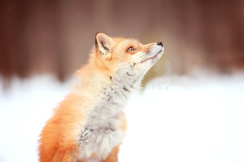 Red Fox. Beautiful Red Fox Portrait. Stock Image - Image of close ...