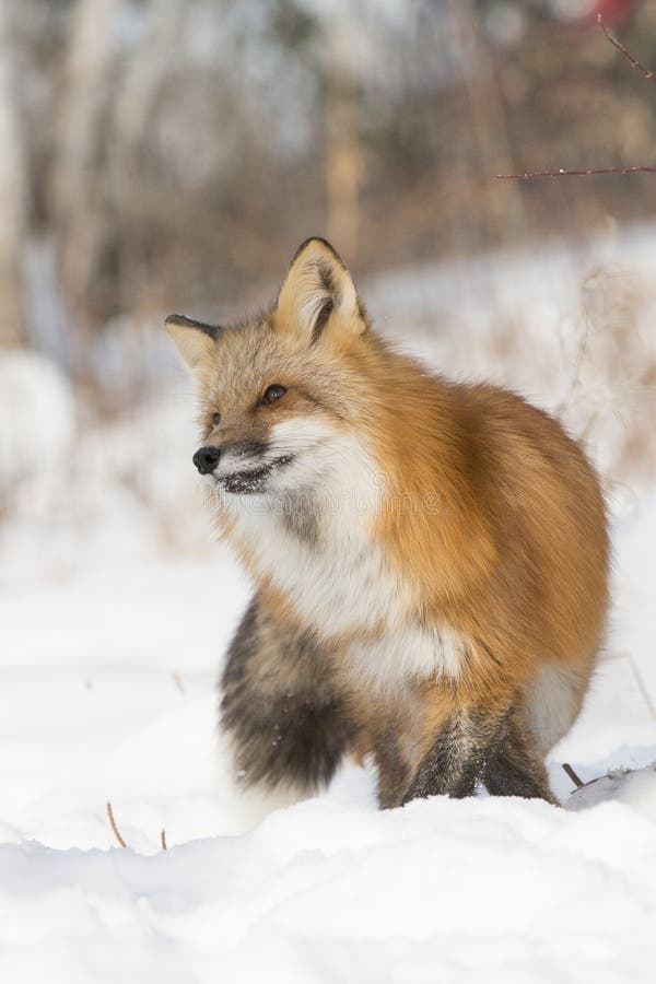 Red Fox Being Curious stock image. Image of carnivora - 36508005