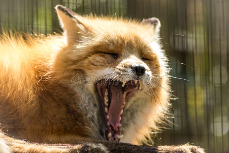 Red Fox with Big Toothy Yawn in Soft Light Stock Image - Image of face ...