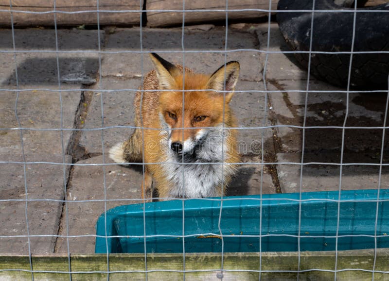 Red Fox with Black Ears and White Bib in a Cage at the Zoo Stock Photo ...