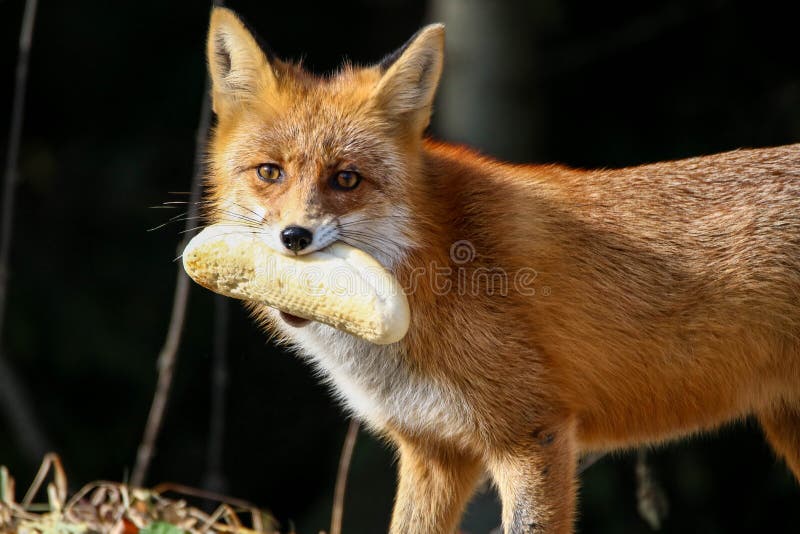 Red Fox with a Bread in Its Mouth Stock Photo - Image of wildlife ...