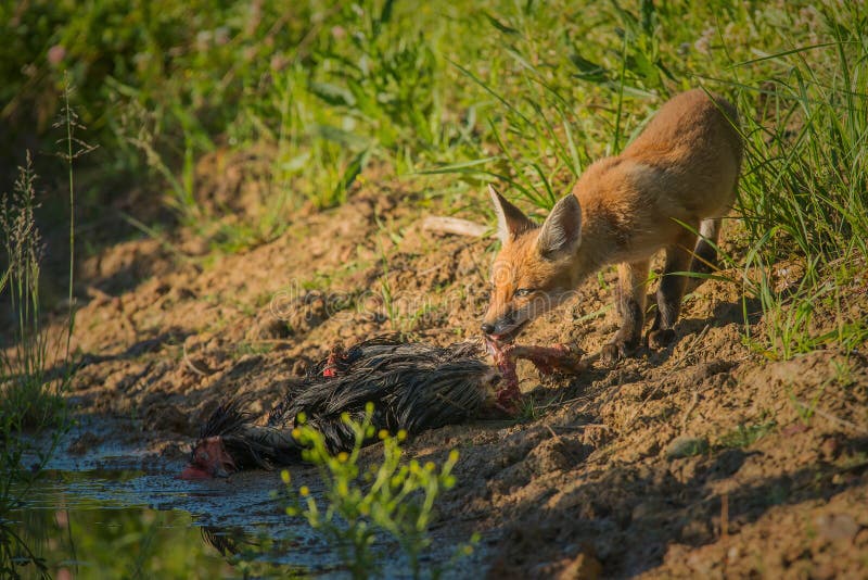 Young red fox with prey stock photo. Image of wild, summer - 85423714