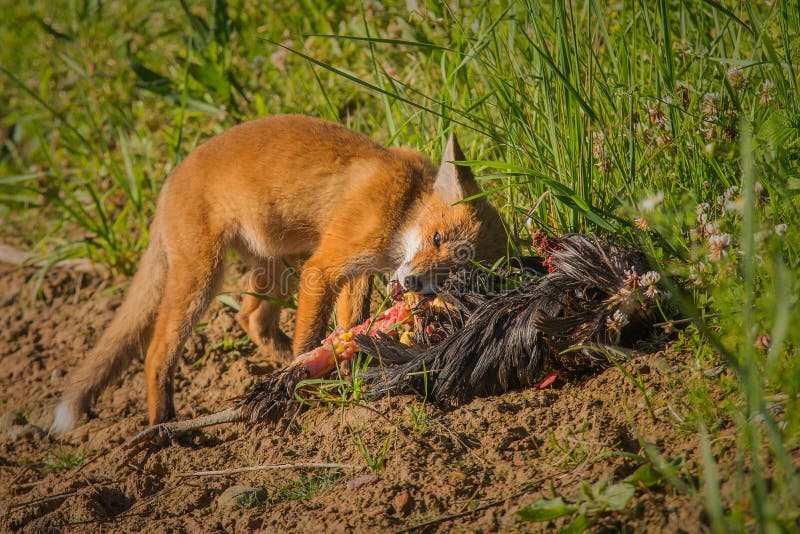 Red fox with prey stock photo. Image of animals, little - 85423952