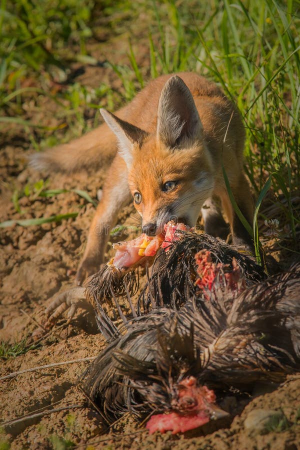 Red fox with prey stock photo. Image of little, latvian - 85424340