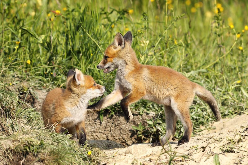 Red Fox Brothers Playing in Clearing Stock Photo - Image of mammal ...