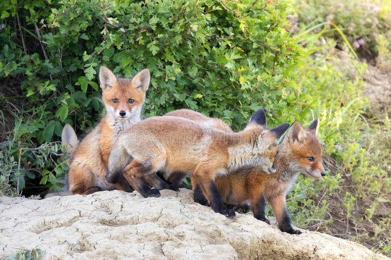 Red Fox Brothers Standing Together Near the Den Stock Photo - Image of ...