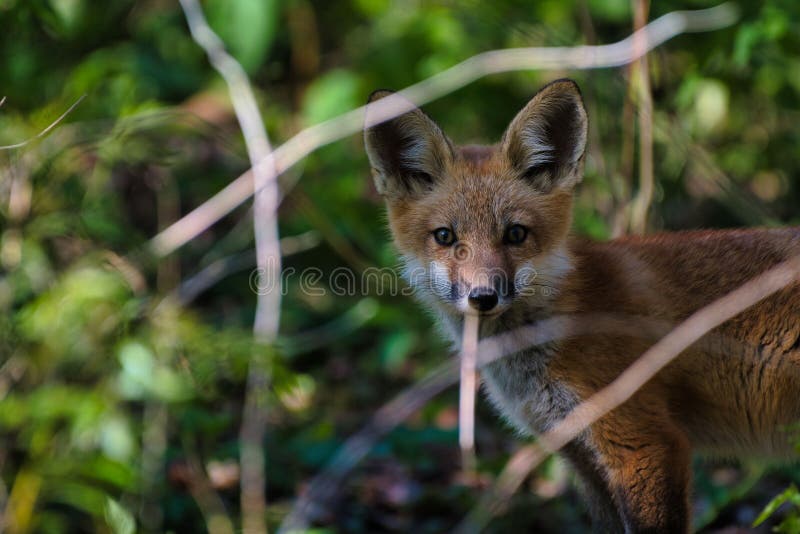 Red Fox with Brown Eyes Looking at Camera Stock Photo - Image of spring ...
