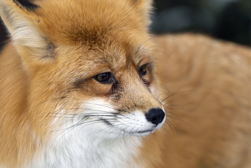 Red fox stock photo. Image of europe, snow, portrait - 136183444