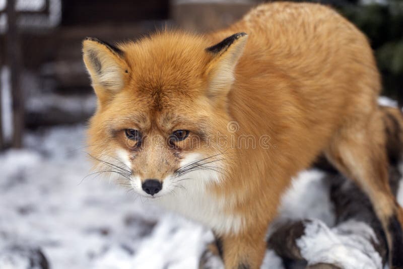 Red fox stock image. Image of european, predator, cute - 136183469