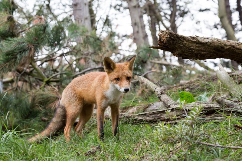 Red Fox in bushes. stock photo. Image of mammal, hunting - 59419222