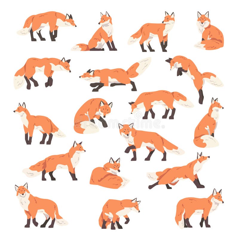 Red Fox with Bushy Tail and Black Paws in Different Pose Big Vector Set ...