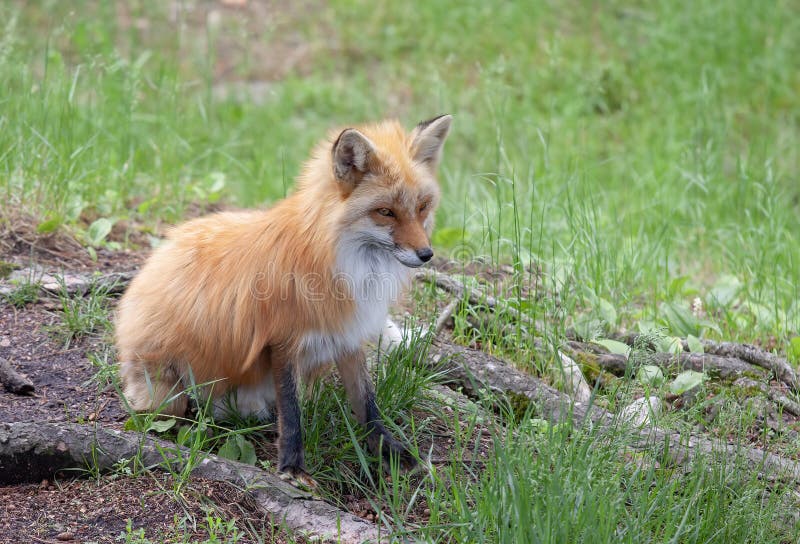 A Red Fox with a Bushy Tail Sitting in the Forest in Algonquin Park ...