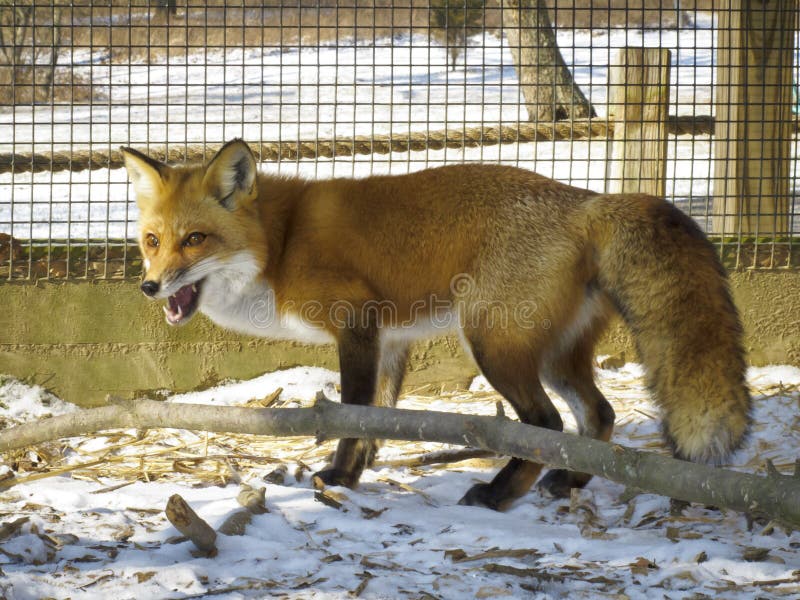 2,688 Snarl Photos - Free & Royalty-Free Stock Photos from Dreamstime