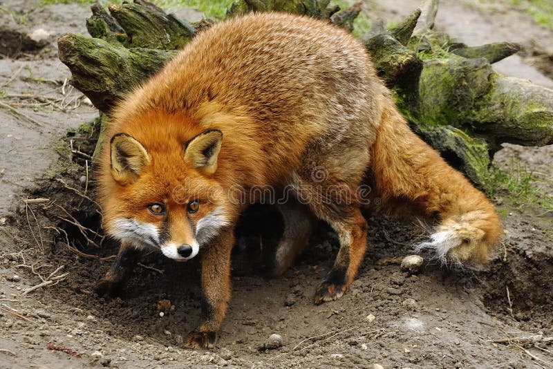 Red Fox stock photo. Image of predator, grass, nature - 39806044