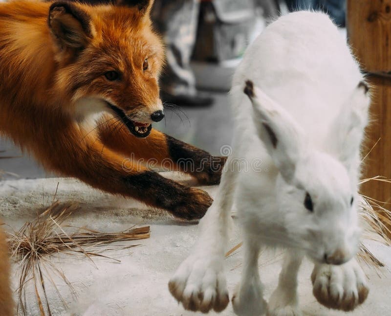 Red Fox Chasing White Hare. Installation or Imitation of Predator Chase ...
