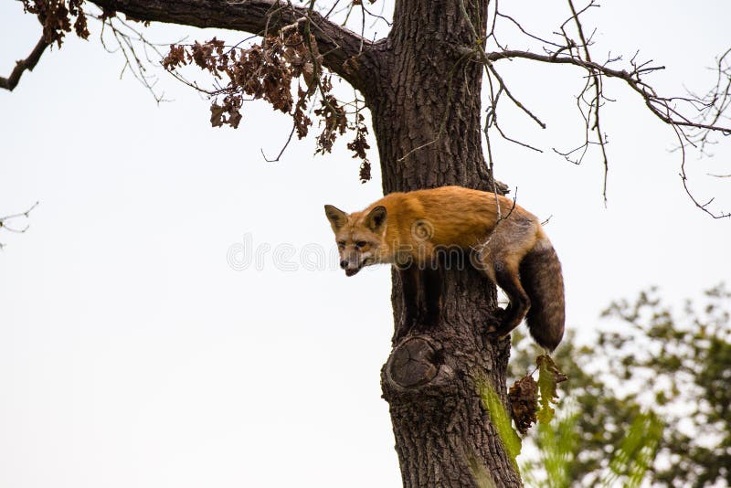 Red fox stock photo. Image of outside, outdoors, canis - 81396510