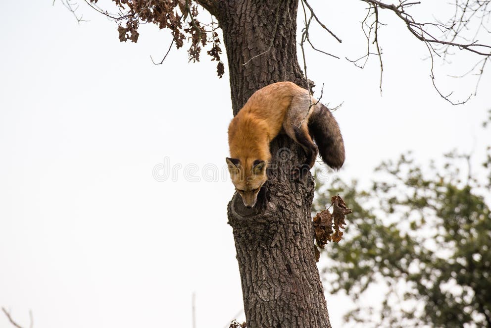 Red fox stock image. Image of fulva, climb, park, national - 81397451