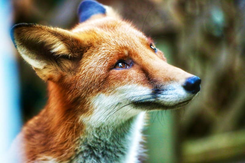 Red fox close up of face stock photo. Image of foxcubs - 337518882
