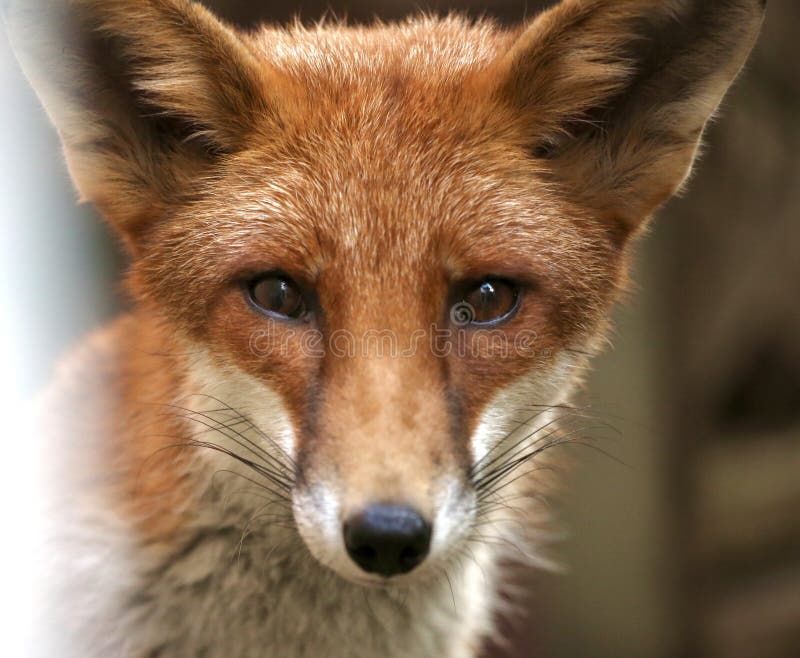 Red fox close up of face stock image. Image of cute - 337518895