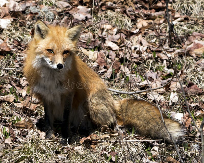 Red Fox Photo Stock. Fox Image. Close-up Front Profile View, Sitting ...