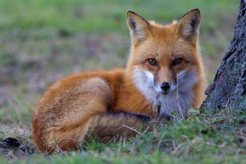 263 Fox Lying Down Photos - Free & Royalty-Free Stock Photos from ...