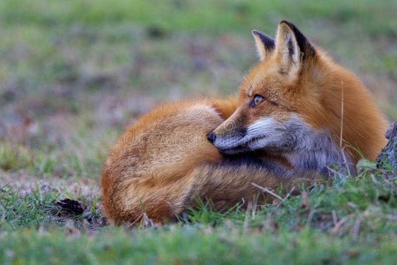 263 Fox Lying Down Photos - Free & Royalty-Free Stock Photos from ...