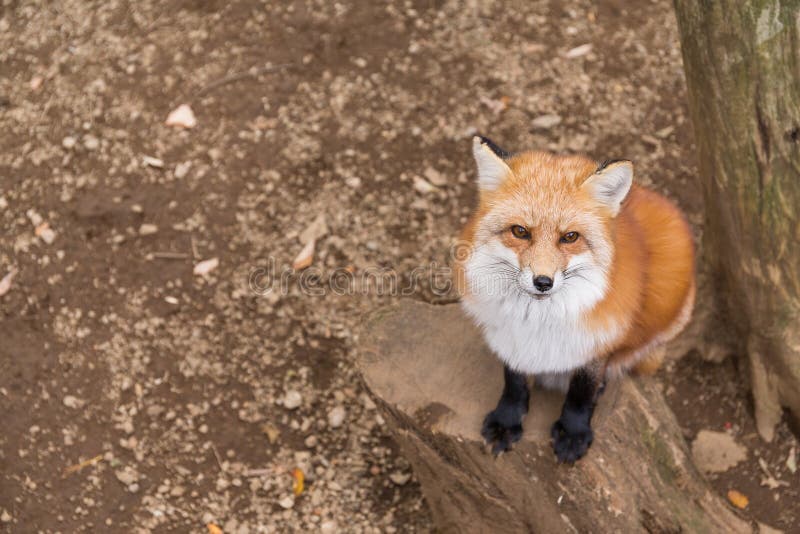 Red fox close up stock photo. Image of looking, waiting - 84433038