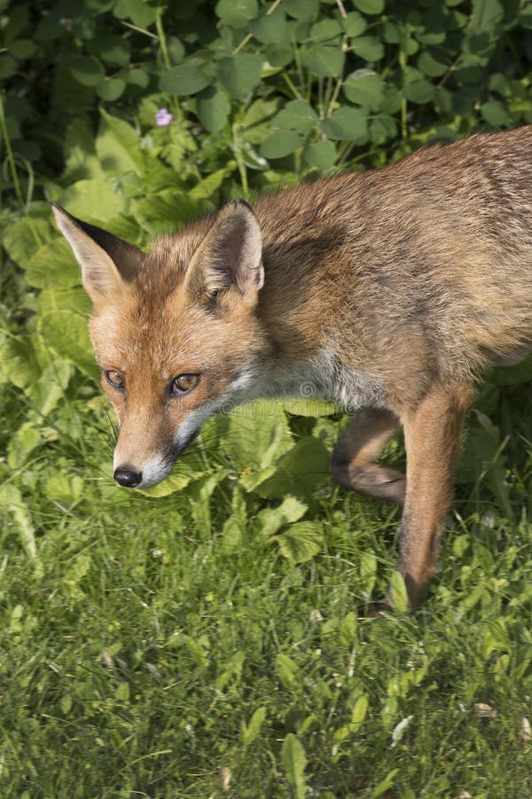 Upright Portrait Image of a Fox Stock Image - Image of closeup, female ...