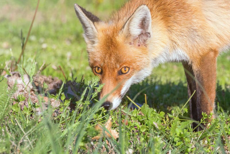 Red Fox Close Up Portrait Vulpes Vulpes Stock Photo - Image of white ...