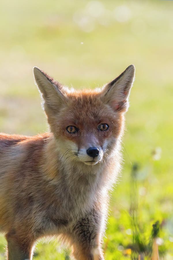 Red Fox Close Up Portrait Vulpes Vulpes Stock Image - Image of furry ...