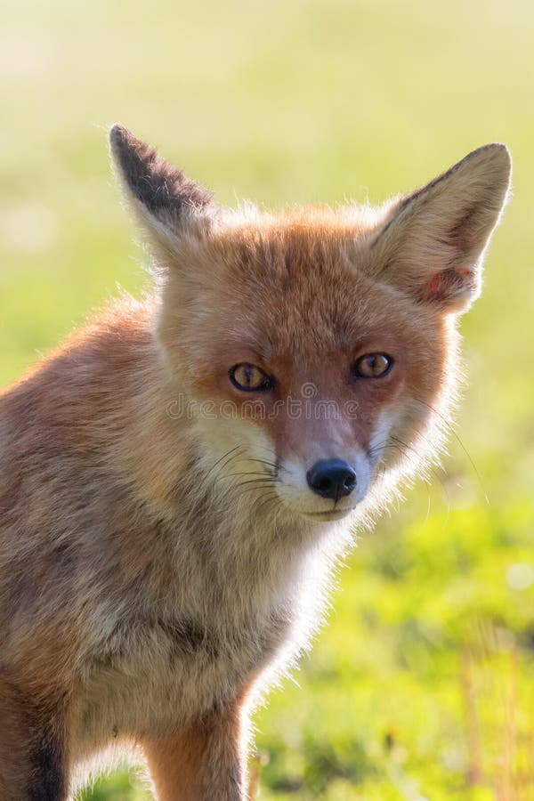 Red Fox Close Up Portrait Vulpes Vulpes Stock Image - Image of nature ...