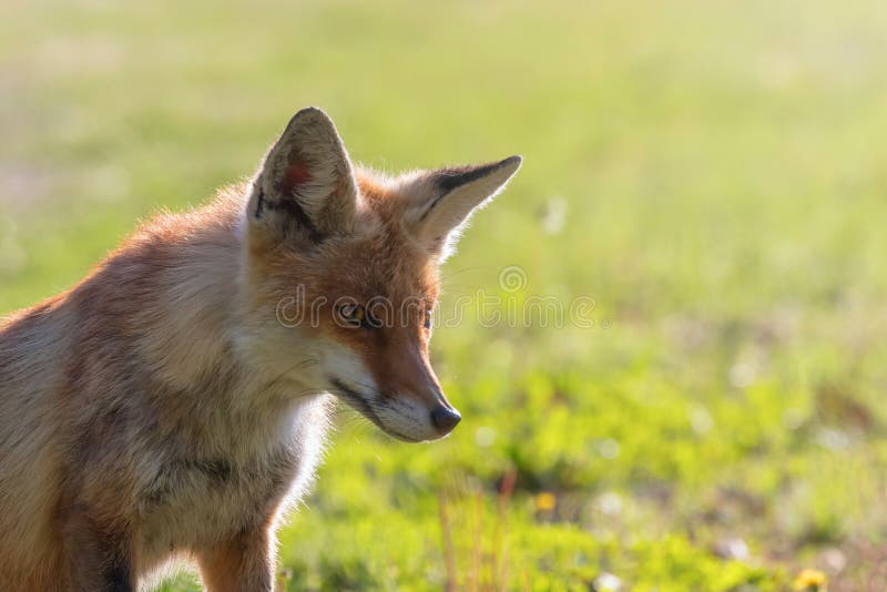 Red Fox Close Up Portrait Vulpes Vulpes Stock Photo - Image of brown ...