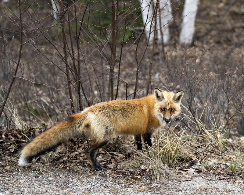 657 Red Fox Side Portrait Photos - Free & Royalty-Free Stock Photos ...