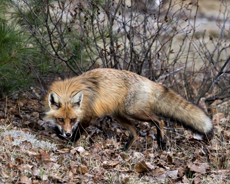 Red Fox Photo Stock. Fox Image. Close-up Profile View Side View in the ...